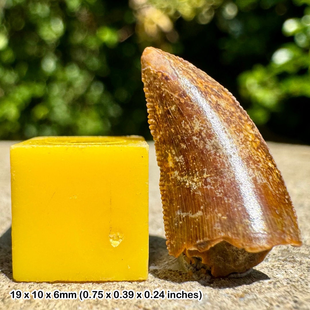 Authentic Majungasaurus Dinosaur Tooth Fossil Cretaceous Madagascar W ...