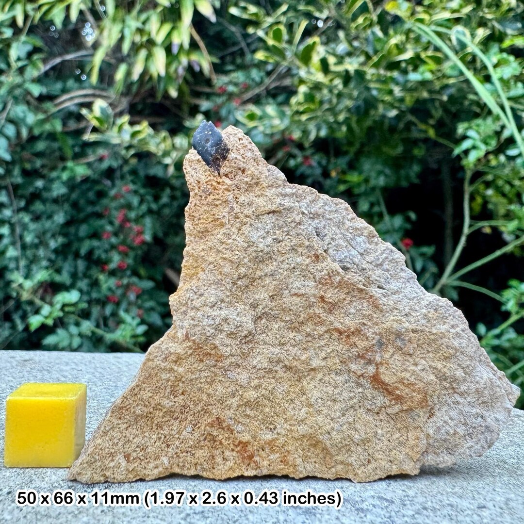 Fossil Fish Scale | Cretaceous Era | Genuine Specimen | Cert. of ...