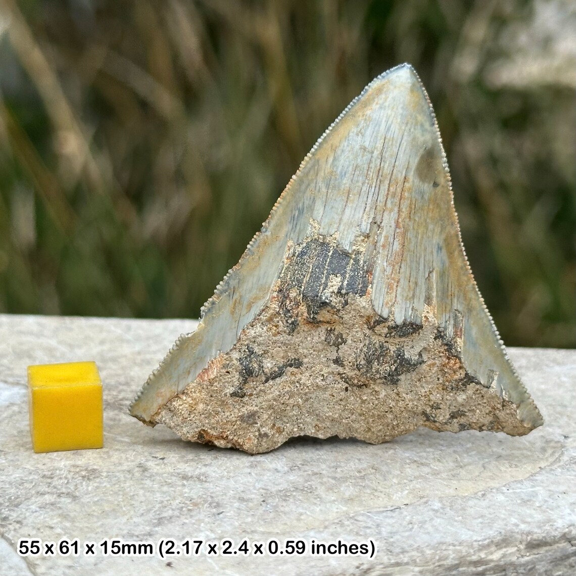 Carcharodon Megalodon Fossil Shark Tooth Early Pliocene, West Java ...
