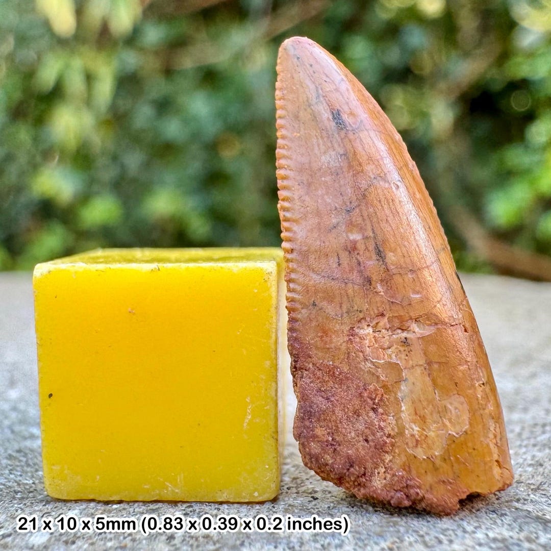 Deltadromeus Agilis Raptor Dinosaur Tooth Fossil | Cretaceous Kem Kem ...