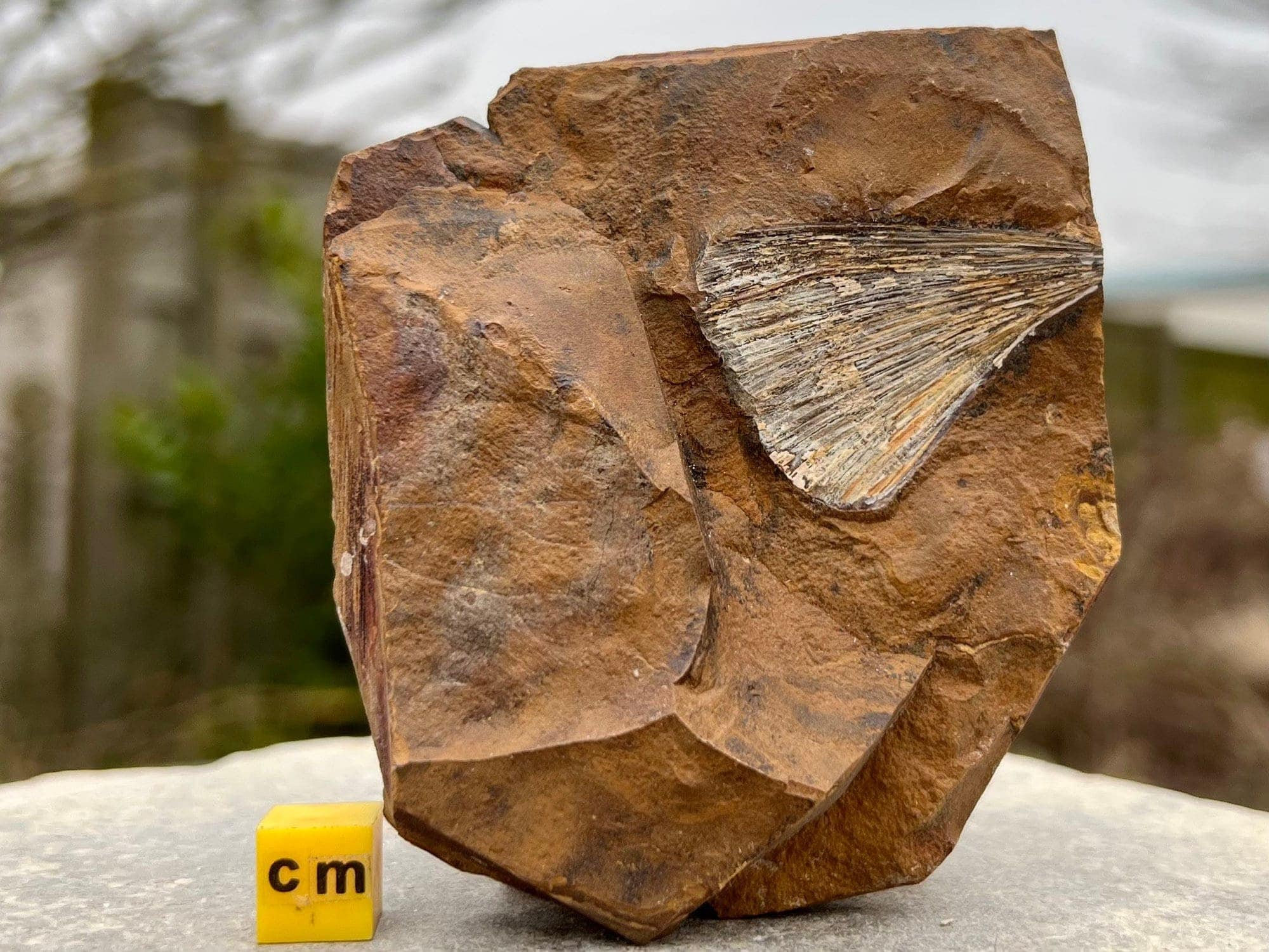 Certified Ginkgo Fossil Plant Leaves Palaeocene Era From the Usa ...