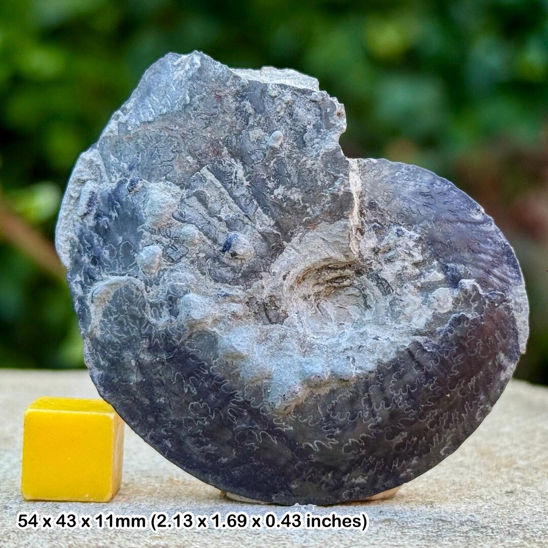 Oxynoticeras Pyrite Fossil Ammonite - Disc Shape - Jurassic Uk - Upper ...
