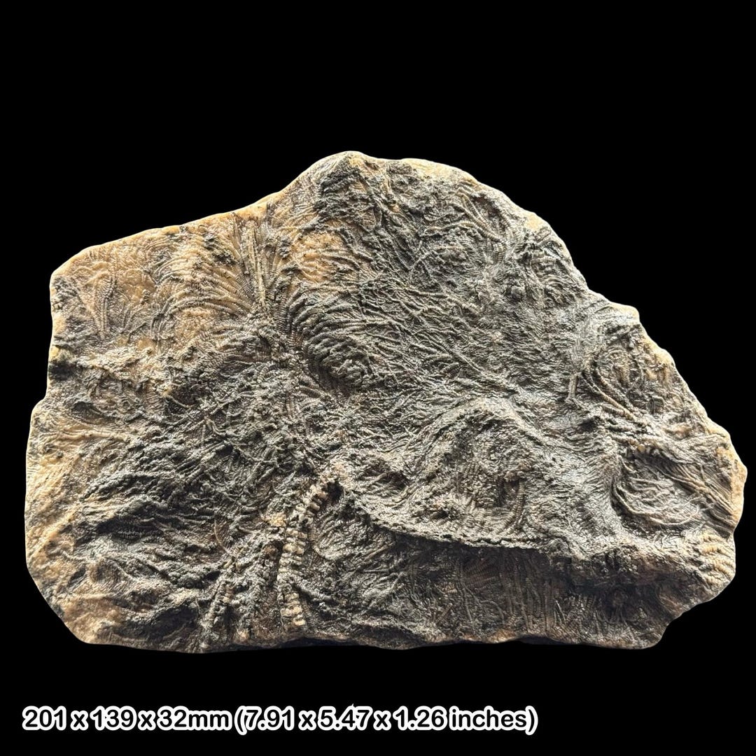Pentacrinites Large Crinoid Fossil Slab Jurassic Lyme Regis Dorset Uk ...