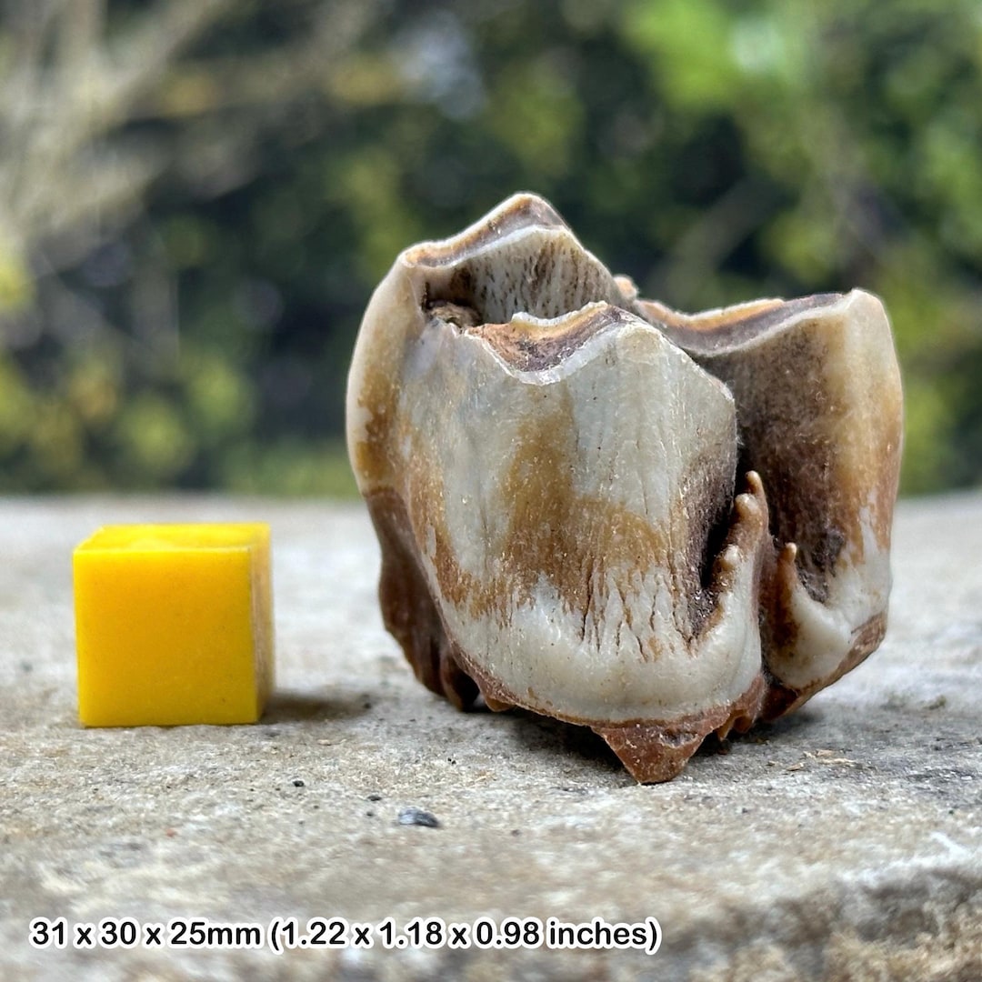 Bison Tooth Fossil - Pleistocene Period, Uk - Etsy