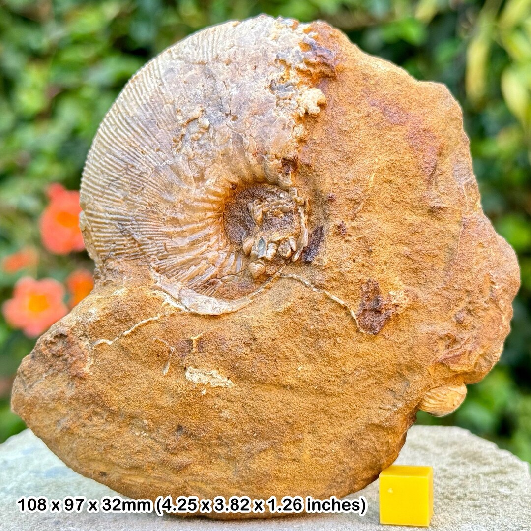 Sigaloceras Calloviense Ammonite Fossil - Jurassic Kellaways Formation ...