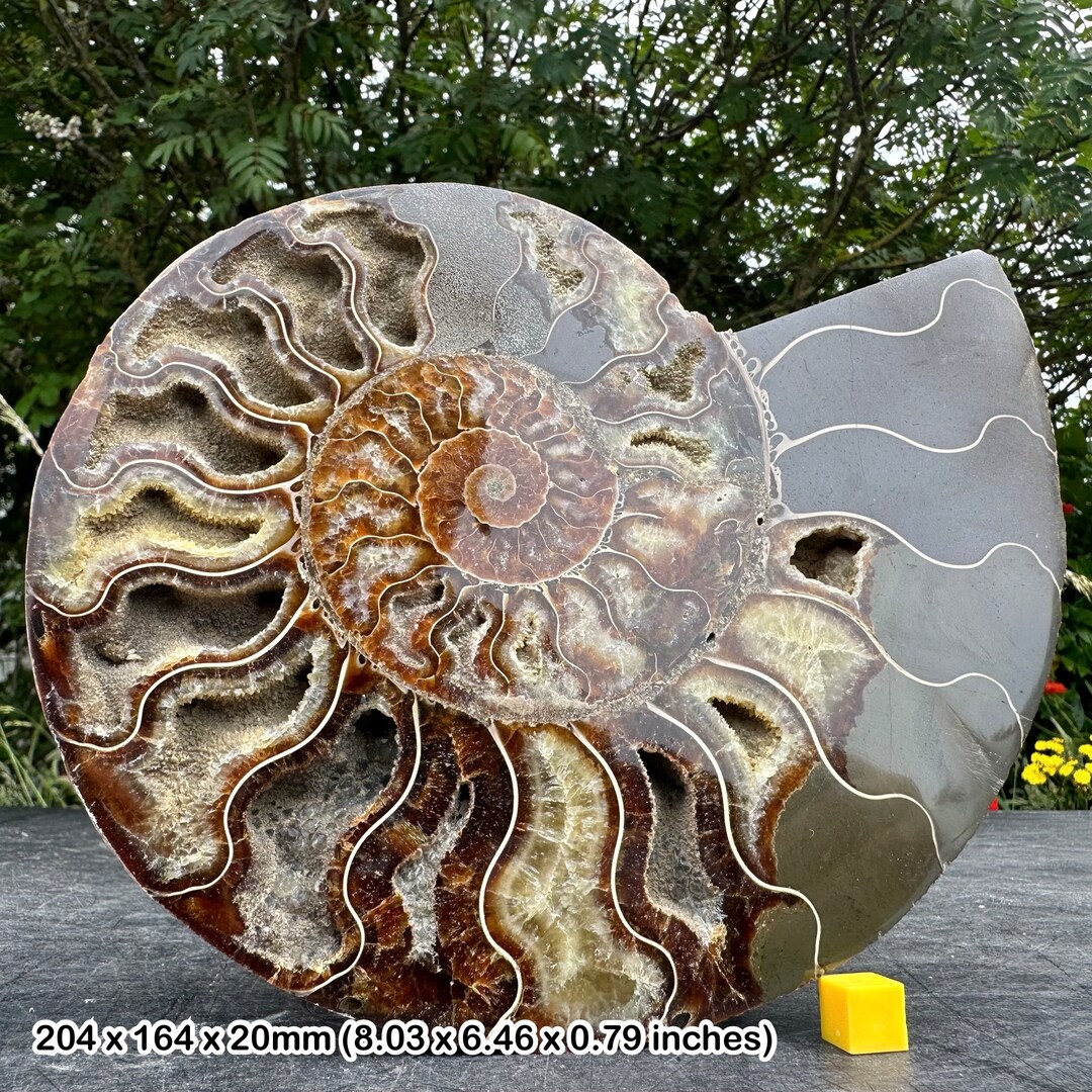 Giant Fossilised Cut & Polished Ammonite Single Fossil Section ...