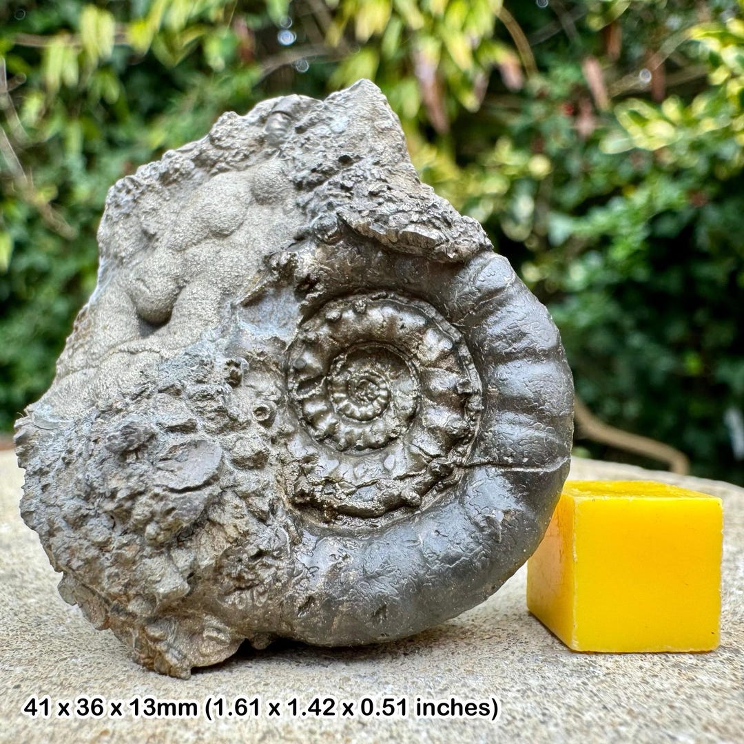 Rare Coeloceras Golden Pyrite Ammonite Fossil Jurassic Coast, Lyme ...