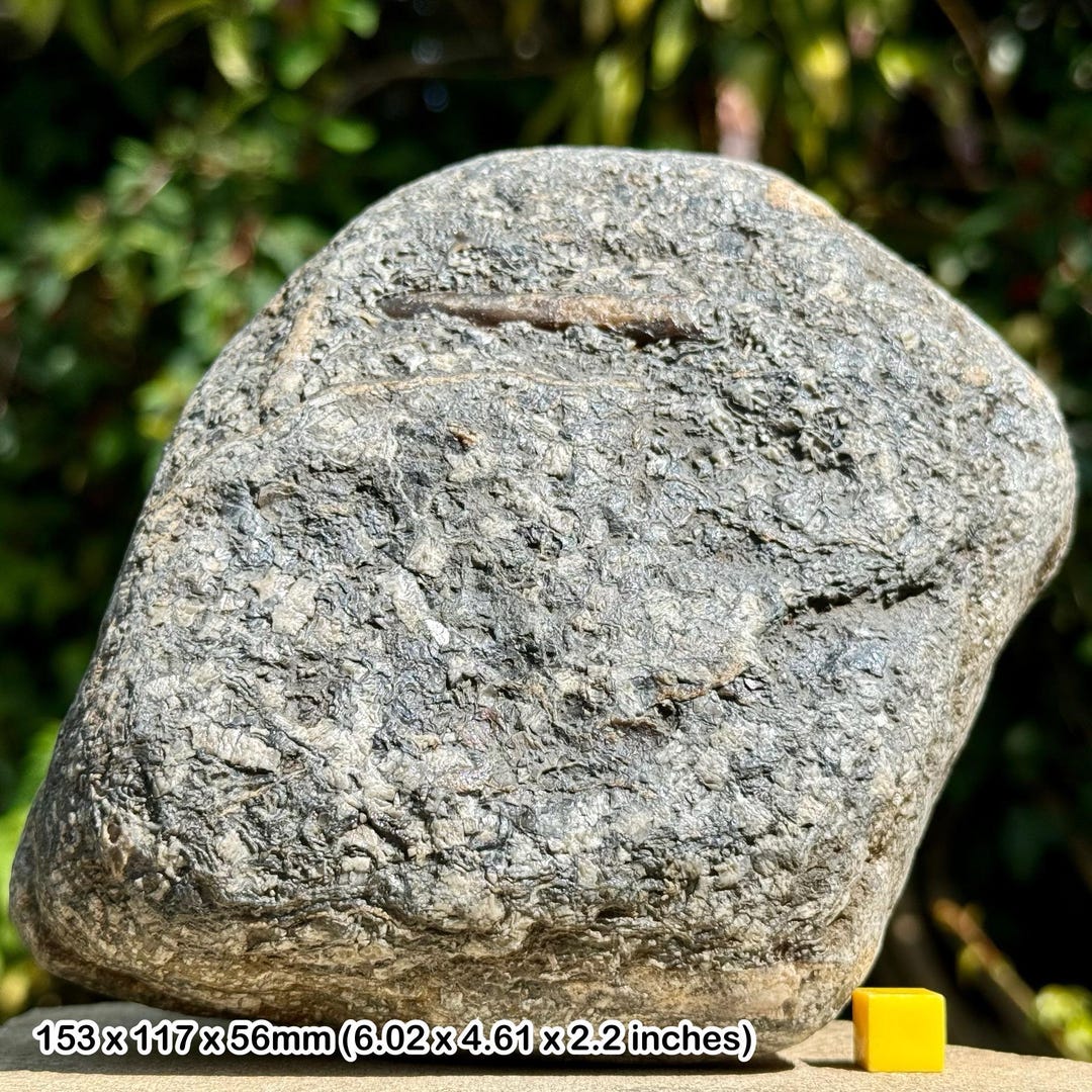 Rare Crinoid Star & Belemnite Slab Fossil - Jurassic Coast, Lyme Regis ...