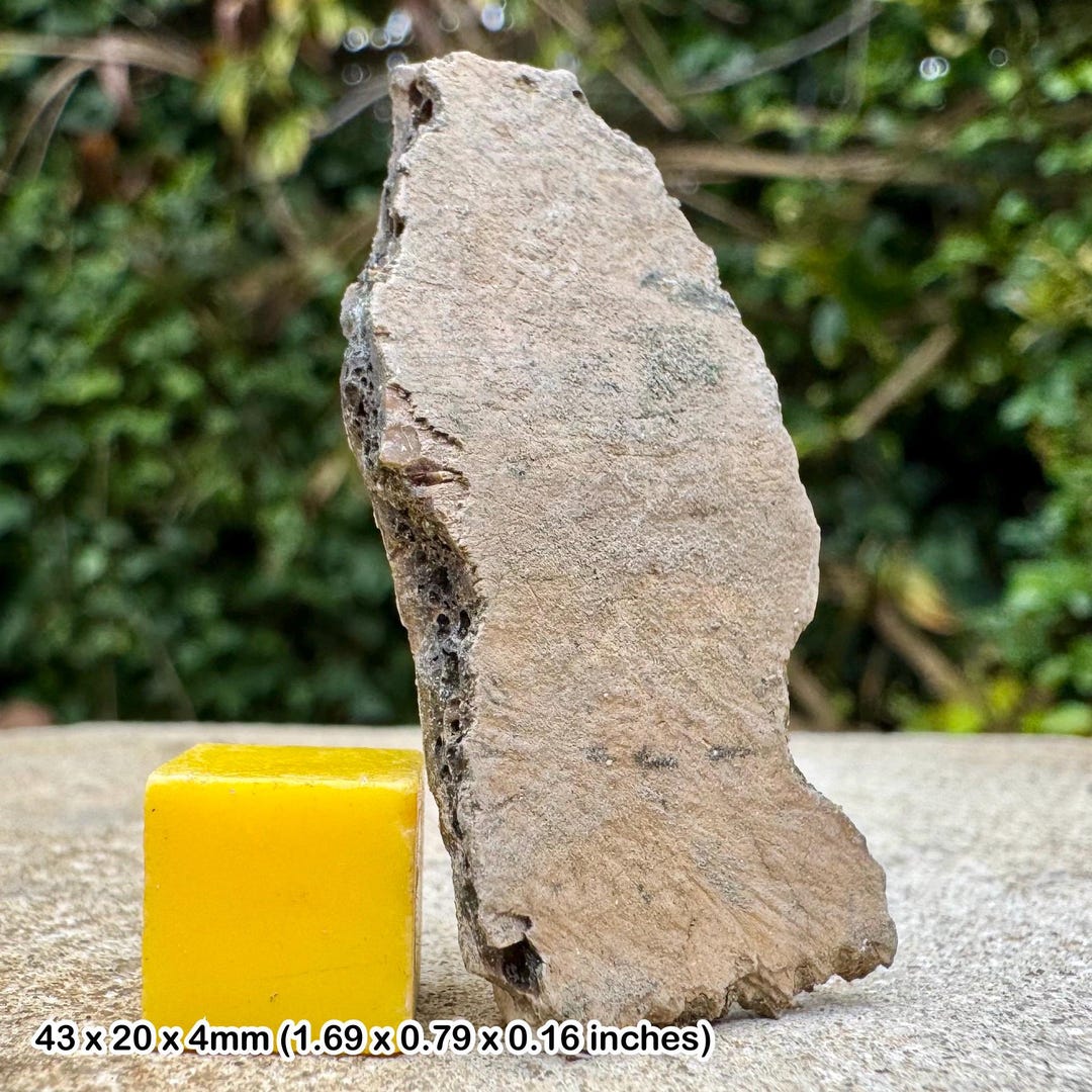 Trionyx Fossil Turtle Shell – Eocene Barton Beds Hampshire Uk, Genuine ...