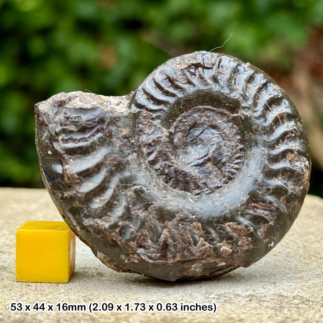 Hildoceras Bifrons Fossil Ammonite Whitby Uk Middle Lias Jurassic Hildoceras Bifrons Fossil Ammonite Whitby Uk Middle Lias Jurassic