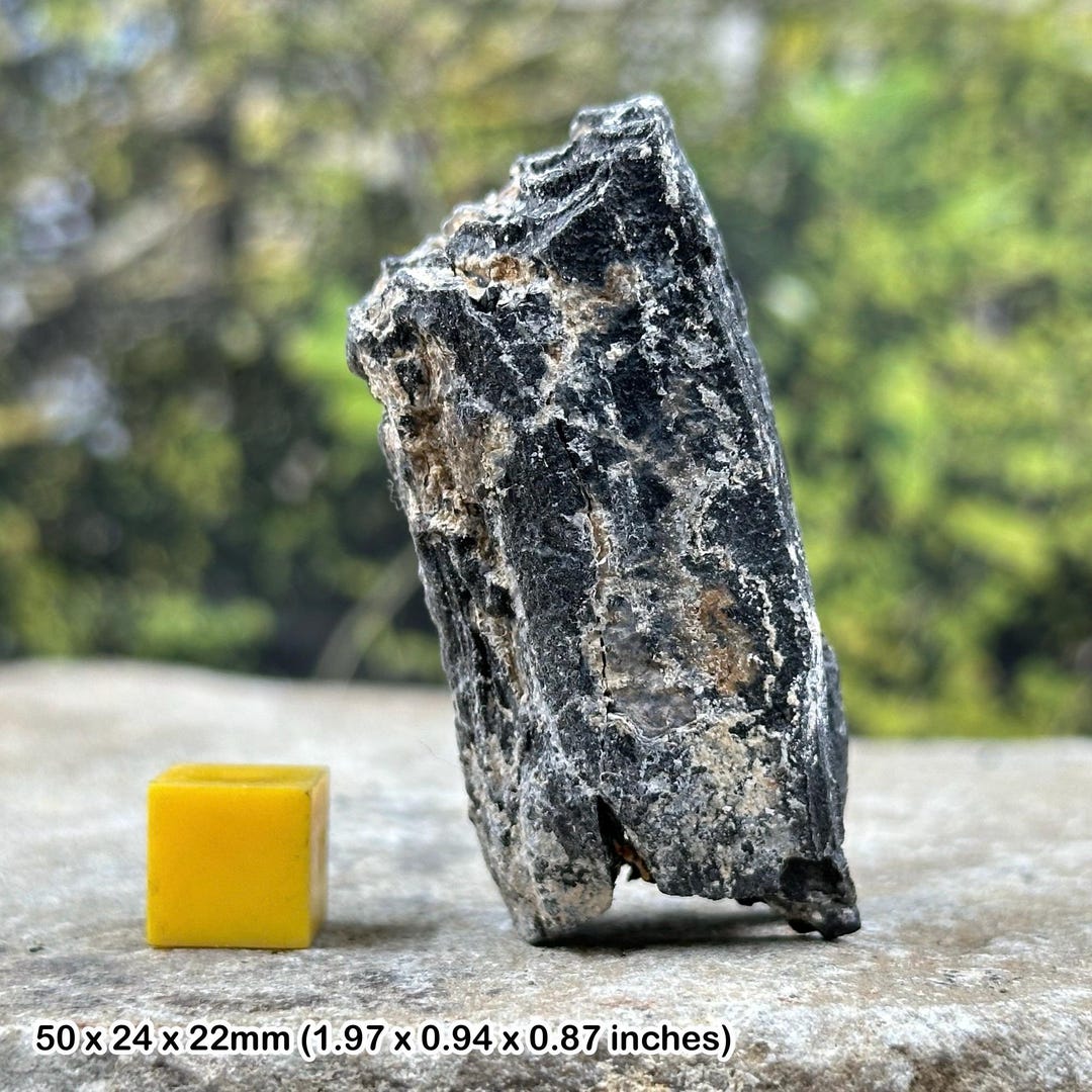 Genuine Fossilized Horse Tooth From Florida, Usa - Unique Collectible ...