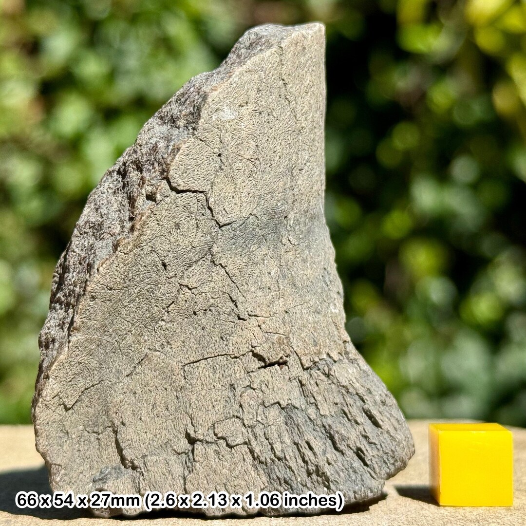 Authentic Pliosaur Fossil Bone Fragment Jurassic Kimmeridge Clay ...