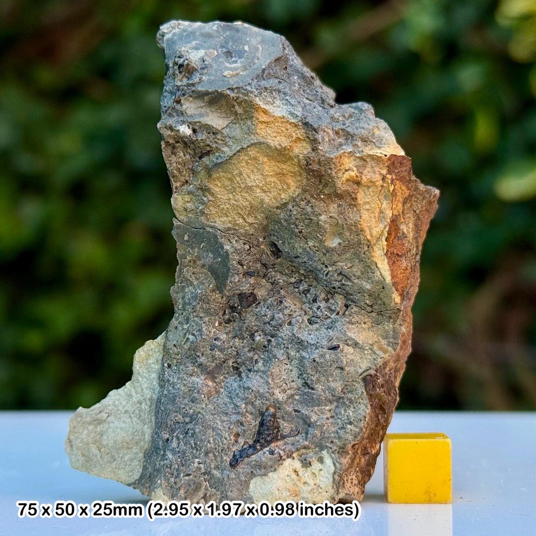 Hybodus Shark Tooth Fossil Block Famous Fish Reptile Coprolite Bed Aust ...