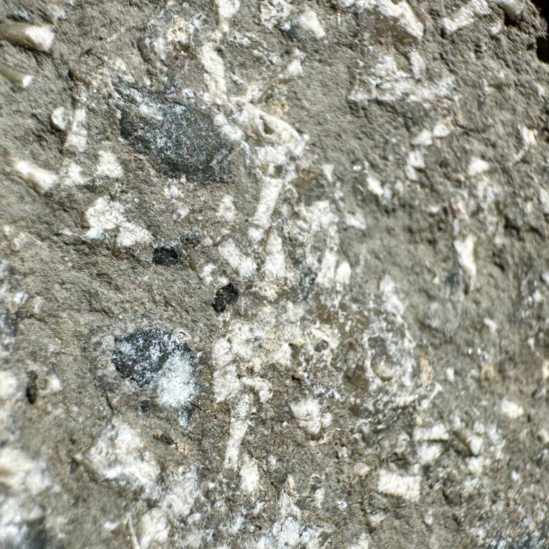 Jurassic Crinoid Star Slab Fossil on Stand - Charmouth, Uk - Authentic ...