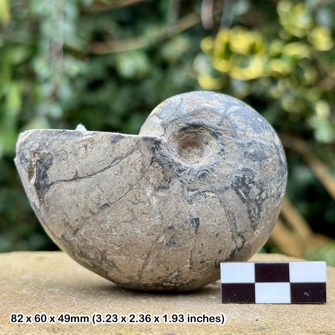 Very Rare Nautilus Jourdani Fossil Nautilus – Toarcian, Jurassic ...