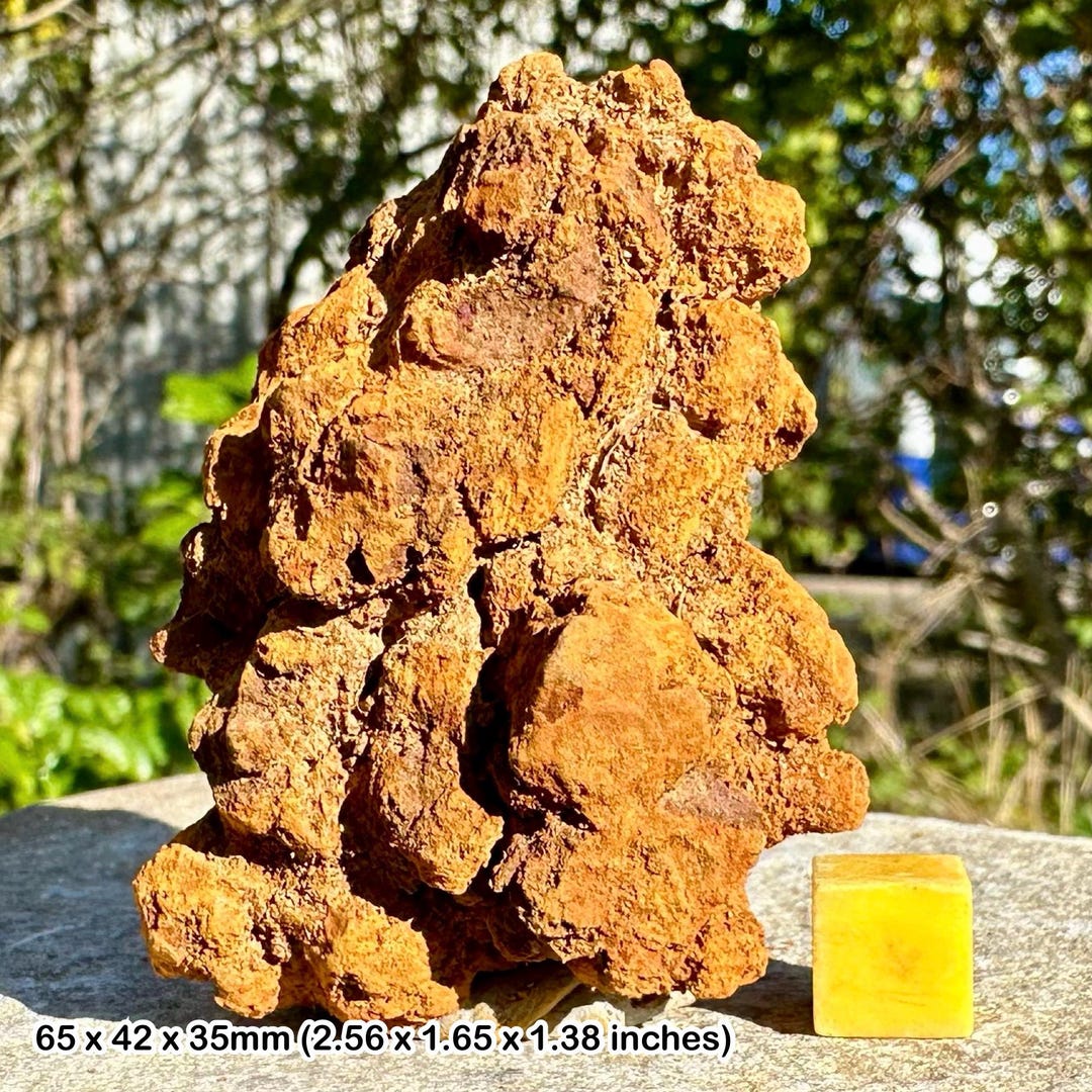 Turtle Coprolite Fossil (poo), Eocene Age, Madagascar, Genuine Fossil W ...