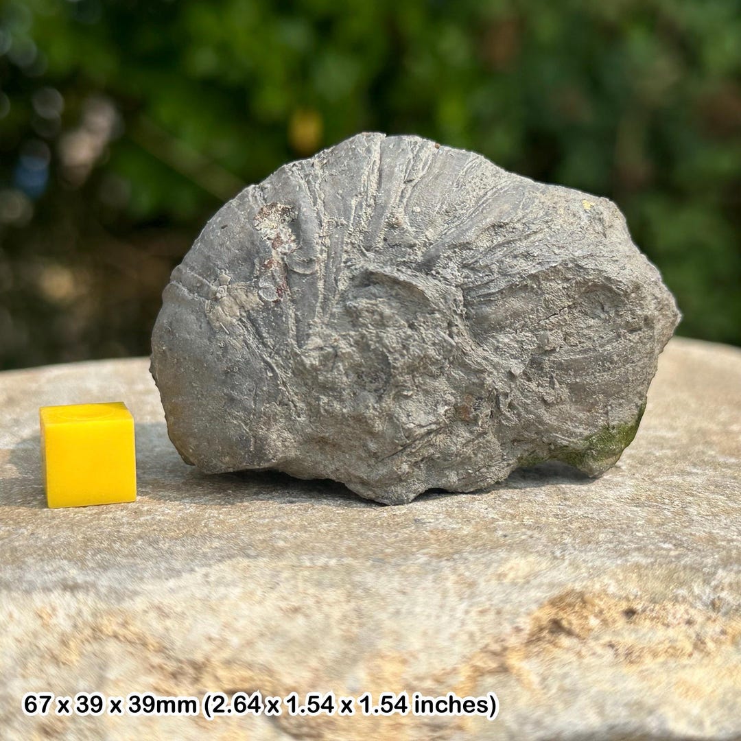 Fossil Gryphaea Bivalve, "devil's Toenail" an Iconic Fossil From the ...