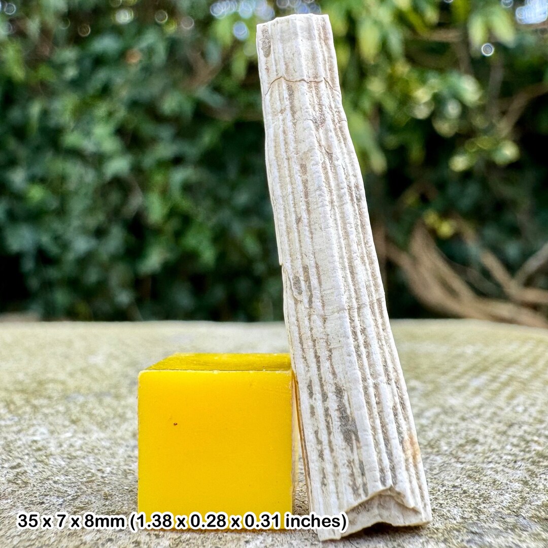 Rare Pliocene Scaphopoda Tusk Shell Fossil From Italy - Certified ...