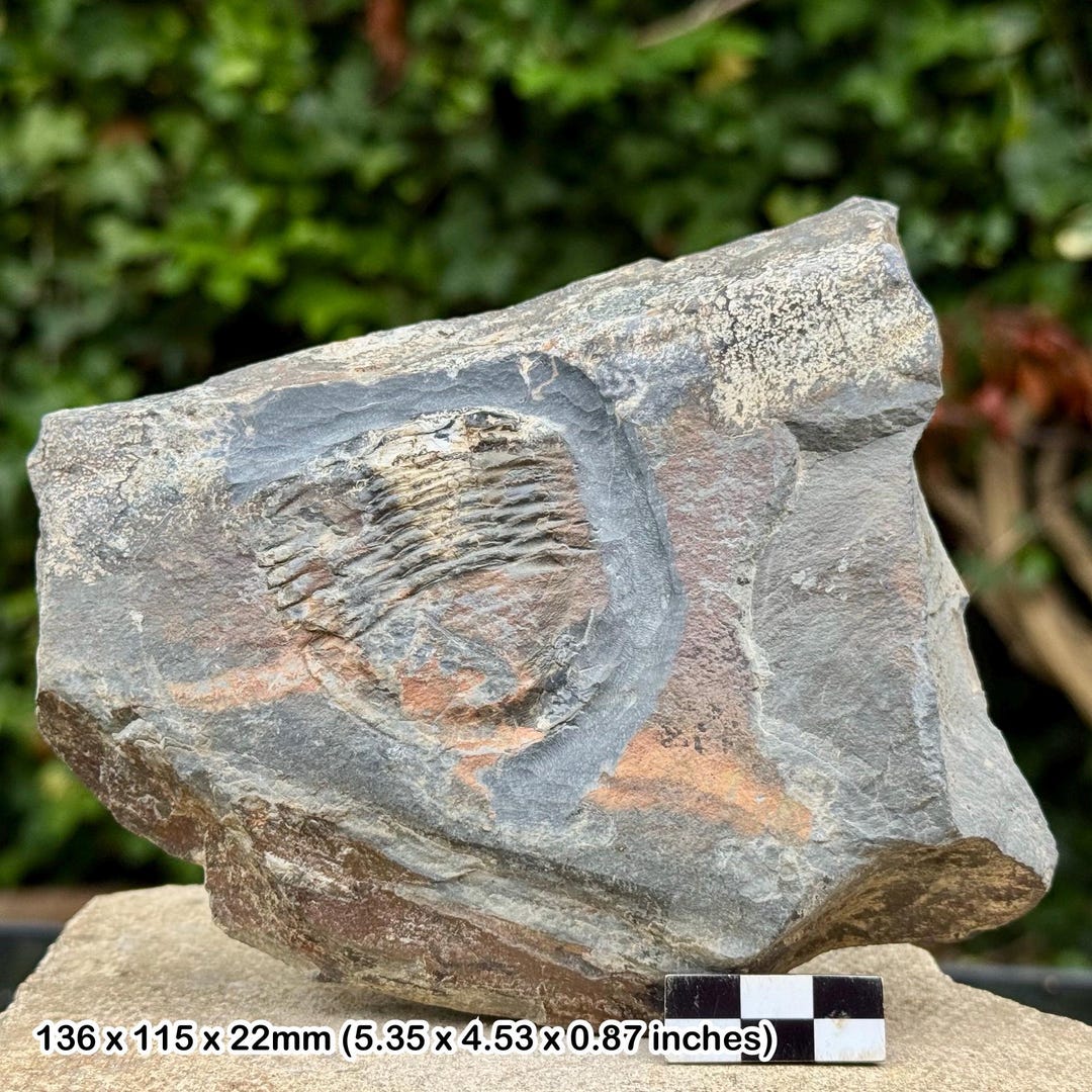Rare Asaphellus Homfrayn Trilobite Fossil – Thoracic Pleurae & Pygidium ...