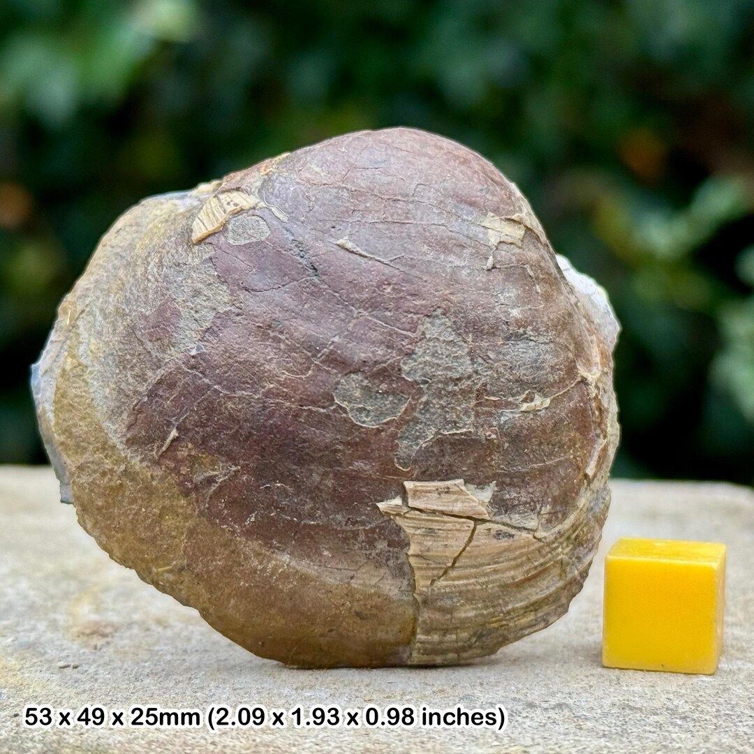 Rare Cardita Listeri Fossil Bivalve – Middle Lias, Lower Sinemurian ...