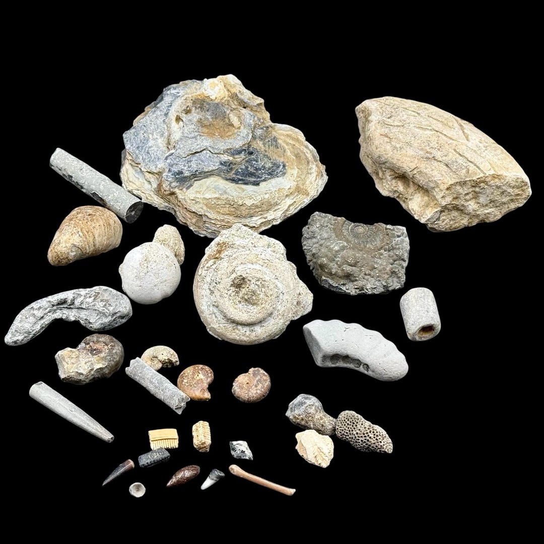 1kg British Jurassic Fossil Mix – 28 X Genuine Fossils From Dorset ...