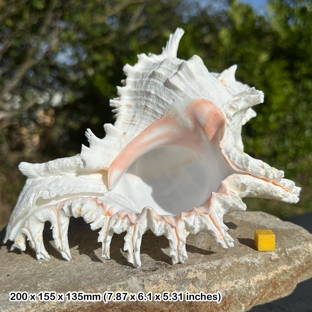 Giant Murex White Seashell Genuine Shell for Garden Decor - Etsy