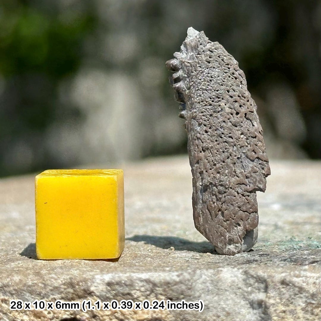 Reptile Jaw Fossil - Captorhinus Sp. - Prehistoric Animal Collectible ...
