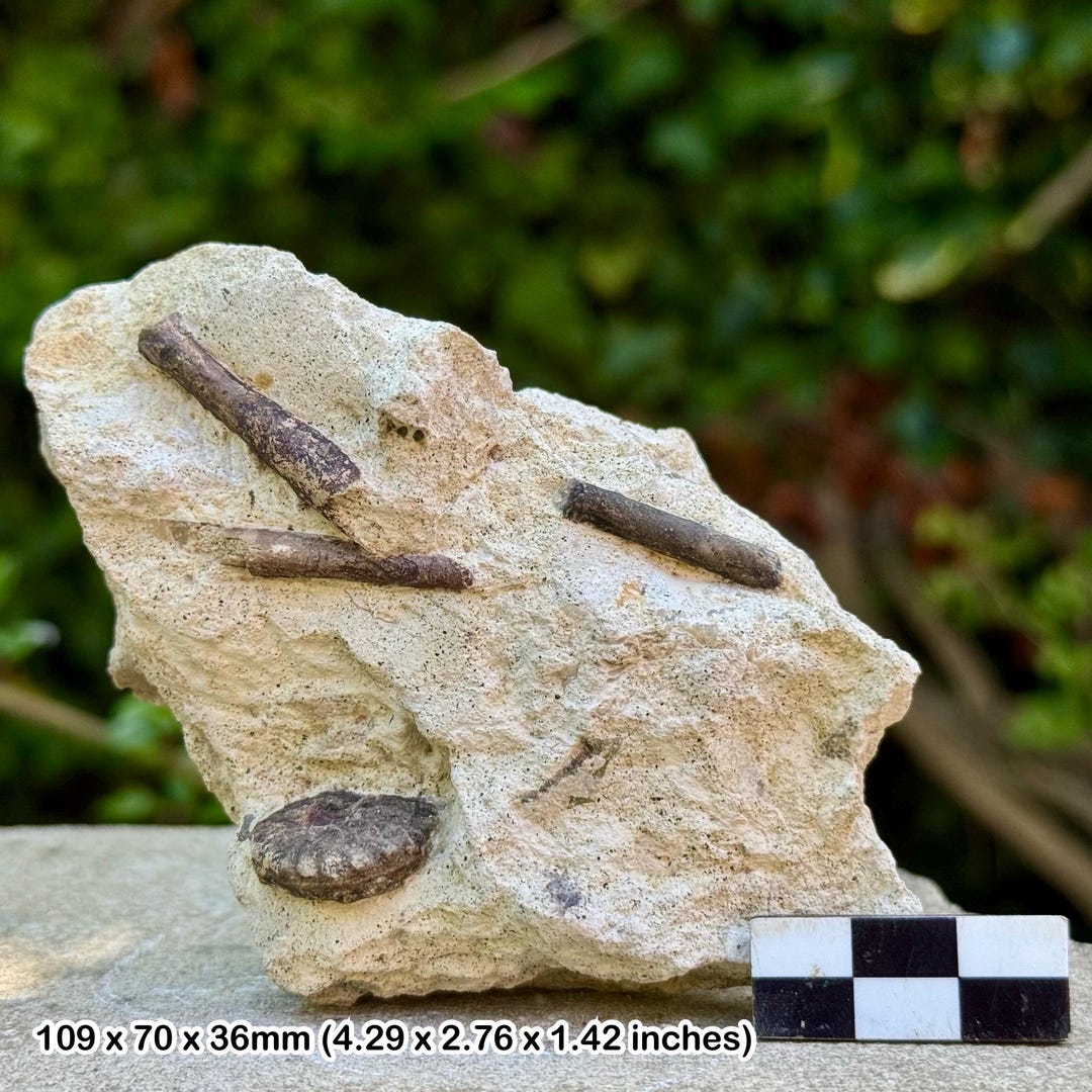 Rare Block of Fossil Heteromorph Uncoiled Ammonites (sciponoceras ...