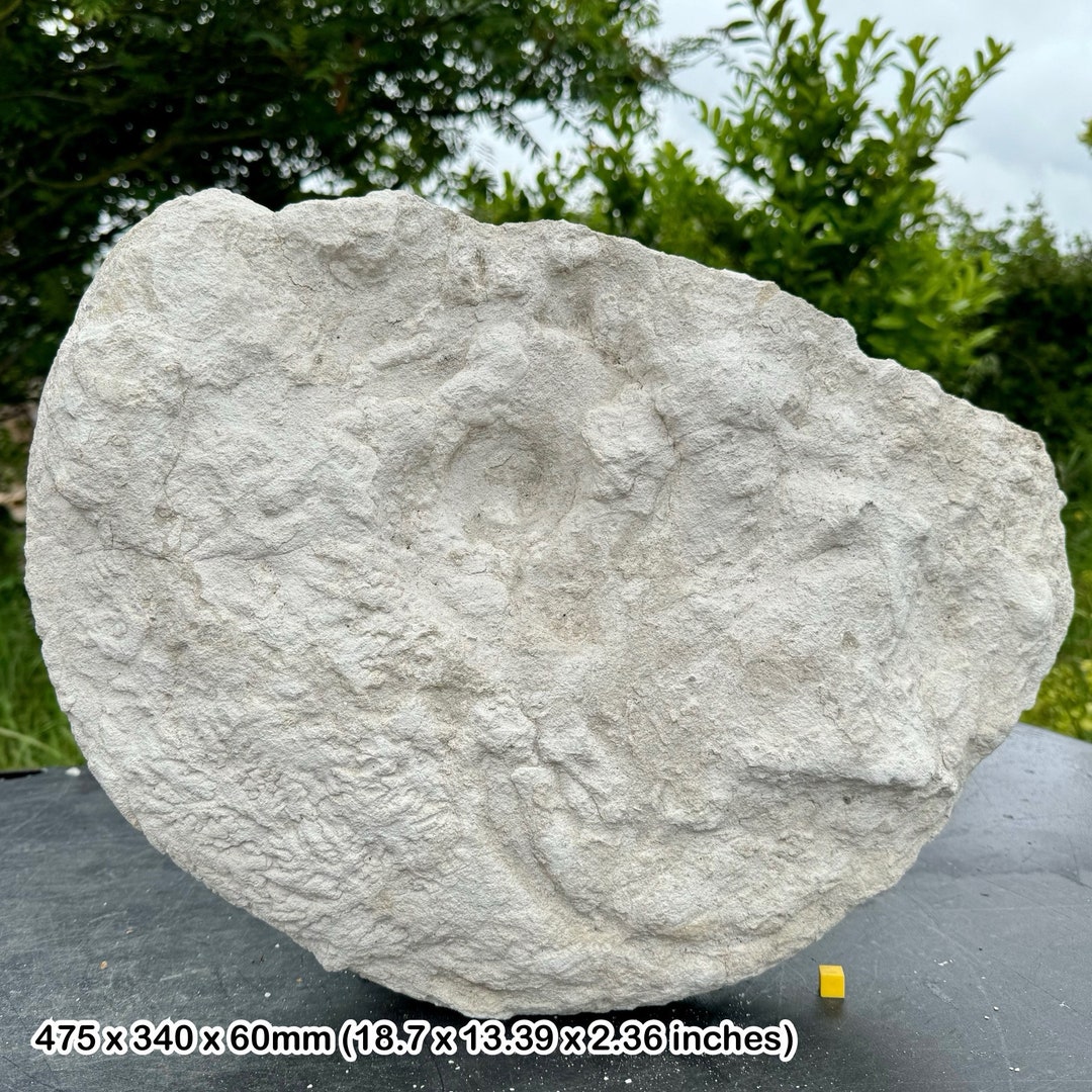 Giant Chalk Ammonite Fossil Cretaceous, Eastbourne, Sussex Authentic ...