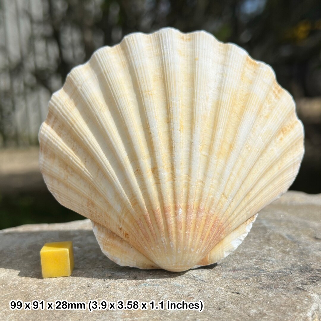 British Scallop Seashell Classic Genuine Shell Specimen - Etsy
