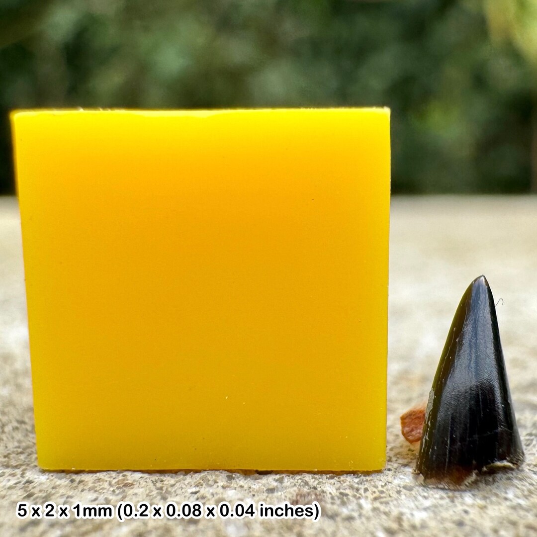 Rare Cryptoclidus Plesiosaur Fossil Tooth Jurassic Oxford Clay, Kings ...