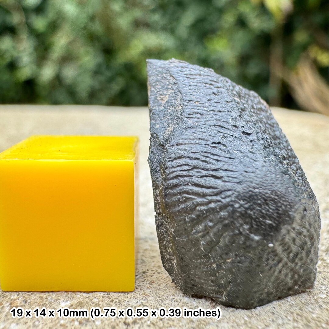 Fossil Astracanthus Hybodont Shark Tooth, Authentic Jurassic Oxford ...