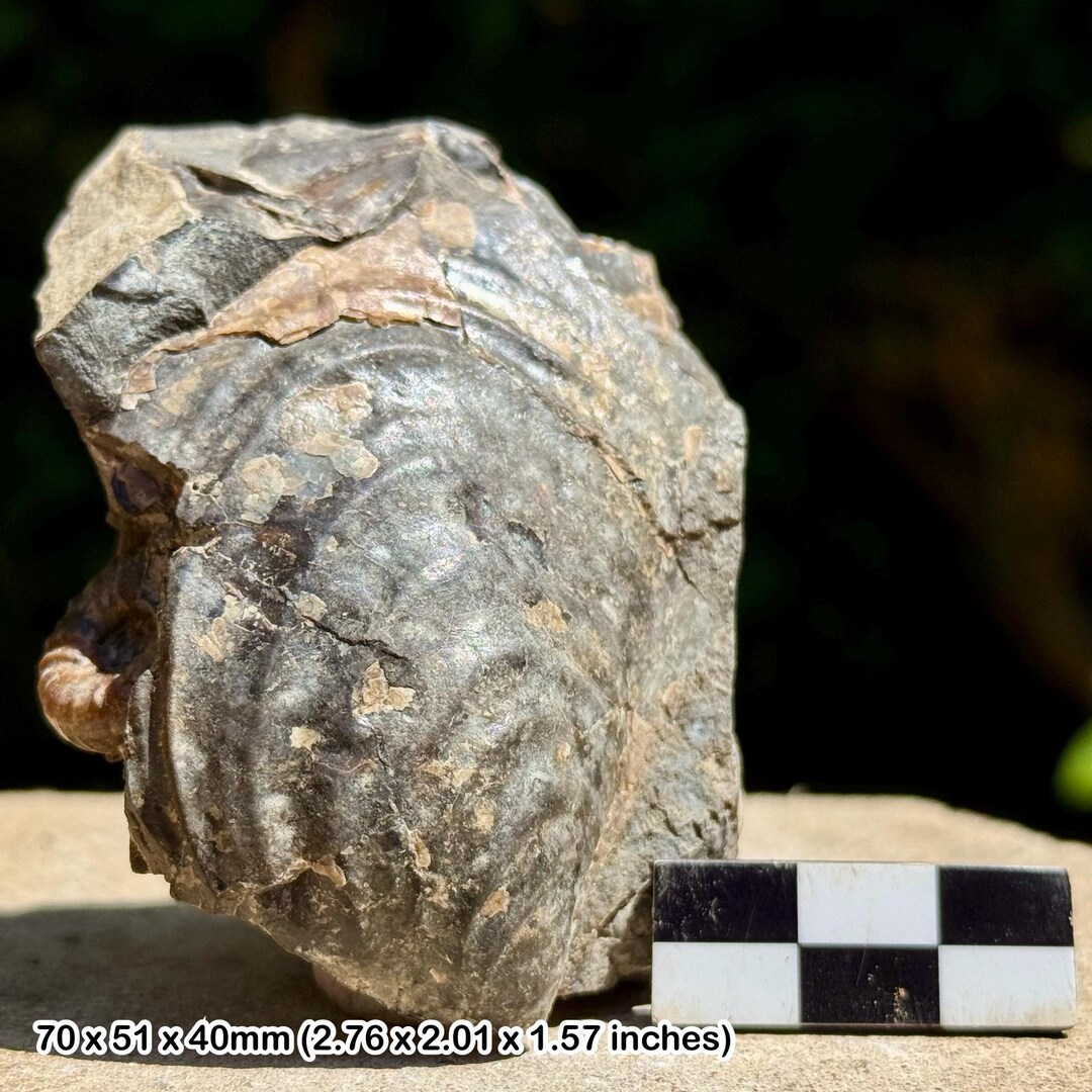 Rare Fossil Ammonite Rhaeboceras Burkholderi & Inoceramid Bivalve ...