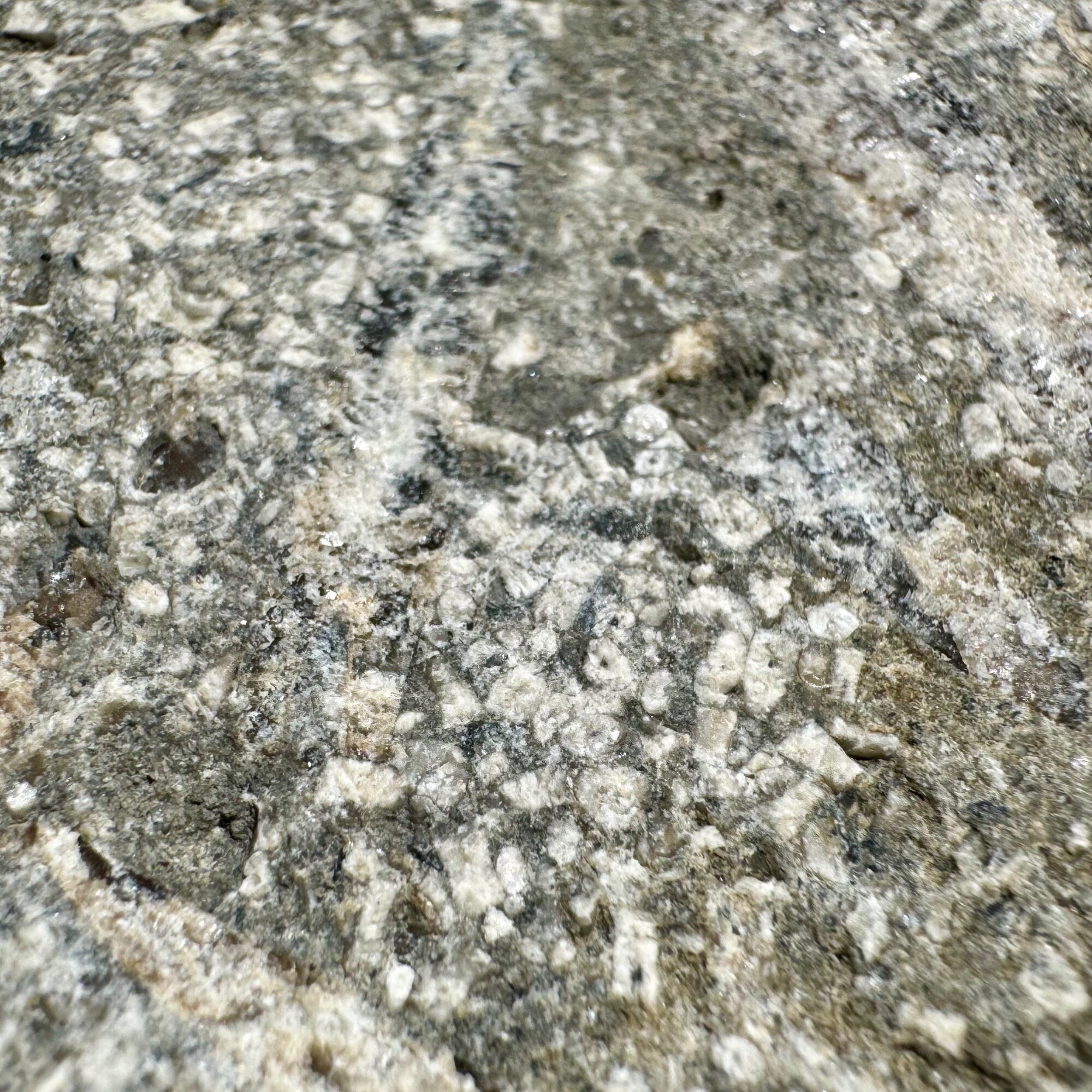 Jurassic Crinoid Star Slab Fossil on Stand - Charmouth, Uk - Authentic ...