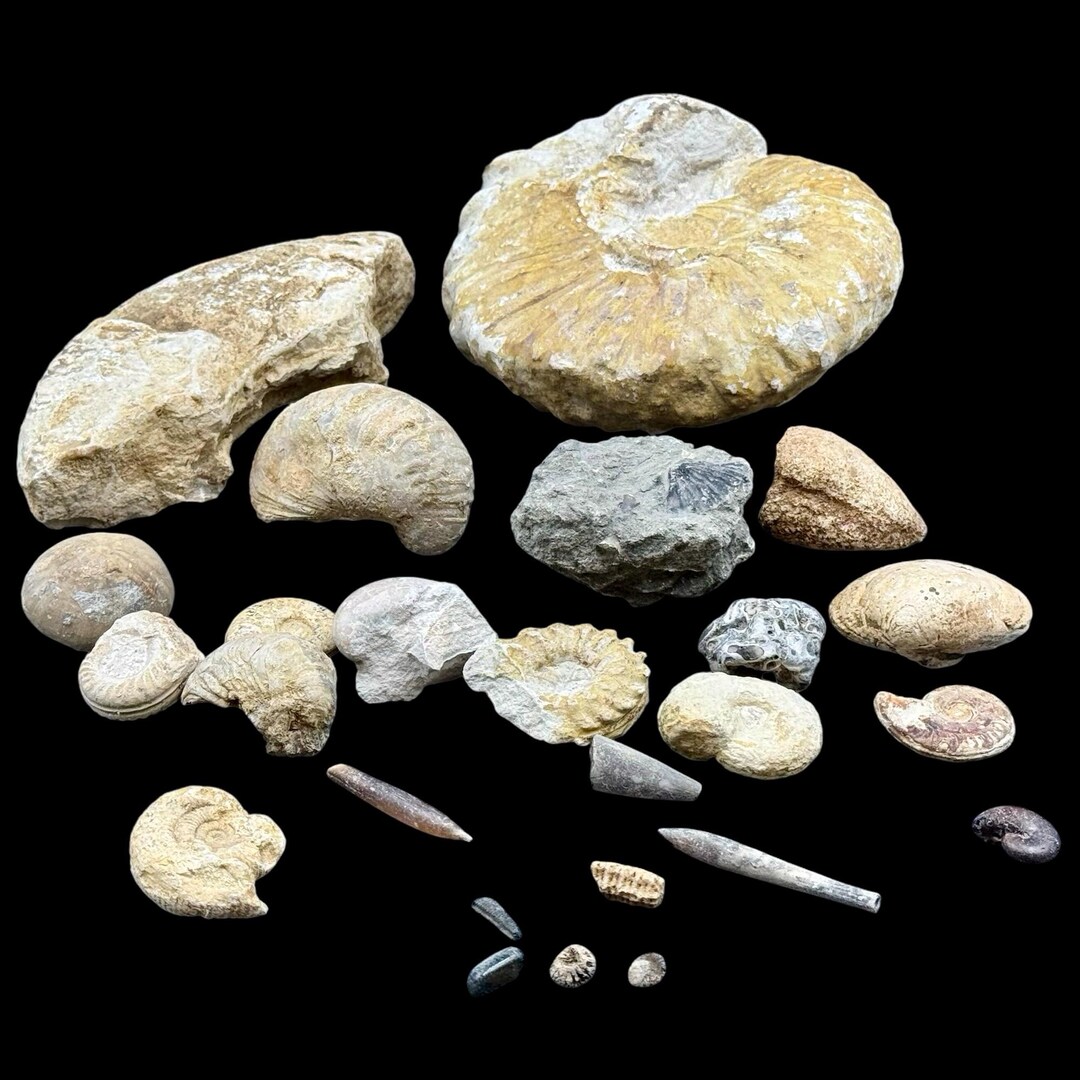 1kg British Fossil Mix - 25 X Jurassic Fossils From Dorset & Somerset ...