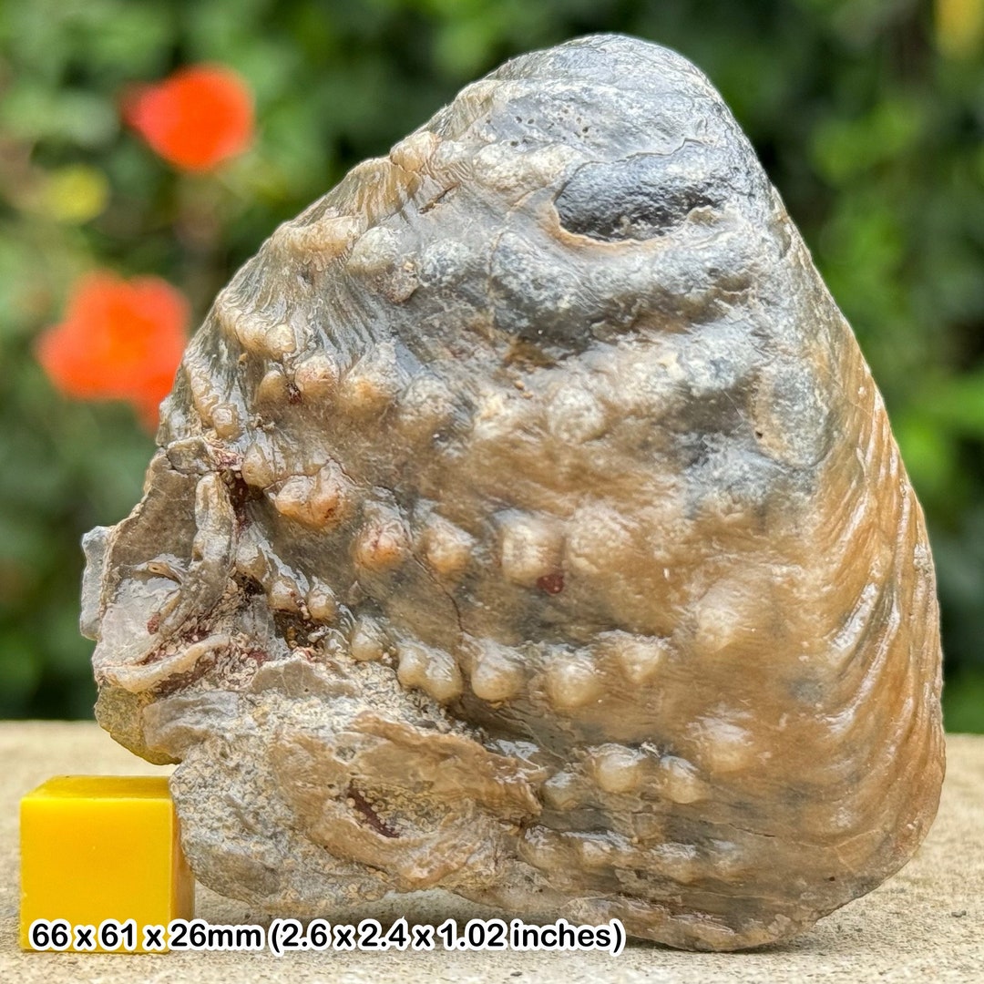 Trigonia Bivalve Fossil Kimmeridge Clay, Jurassic, Uk 100% Genuine W ...