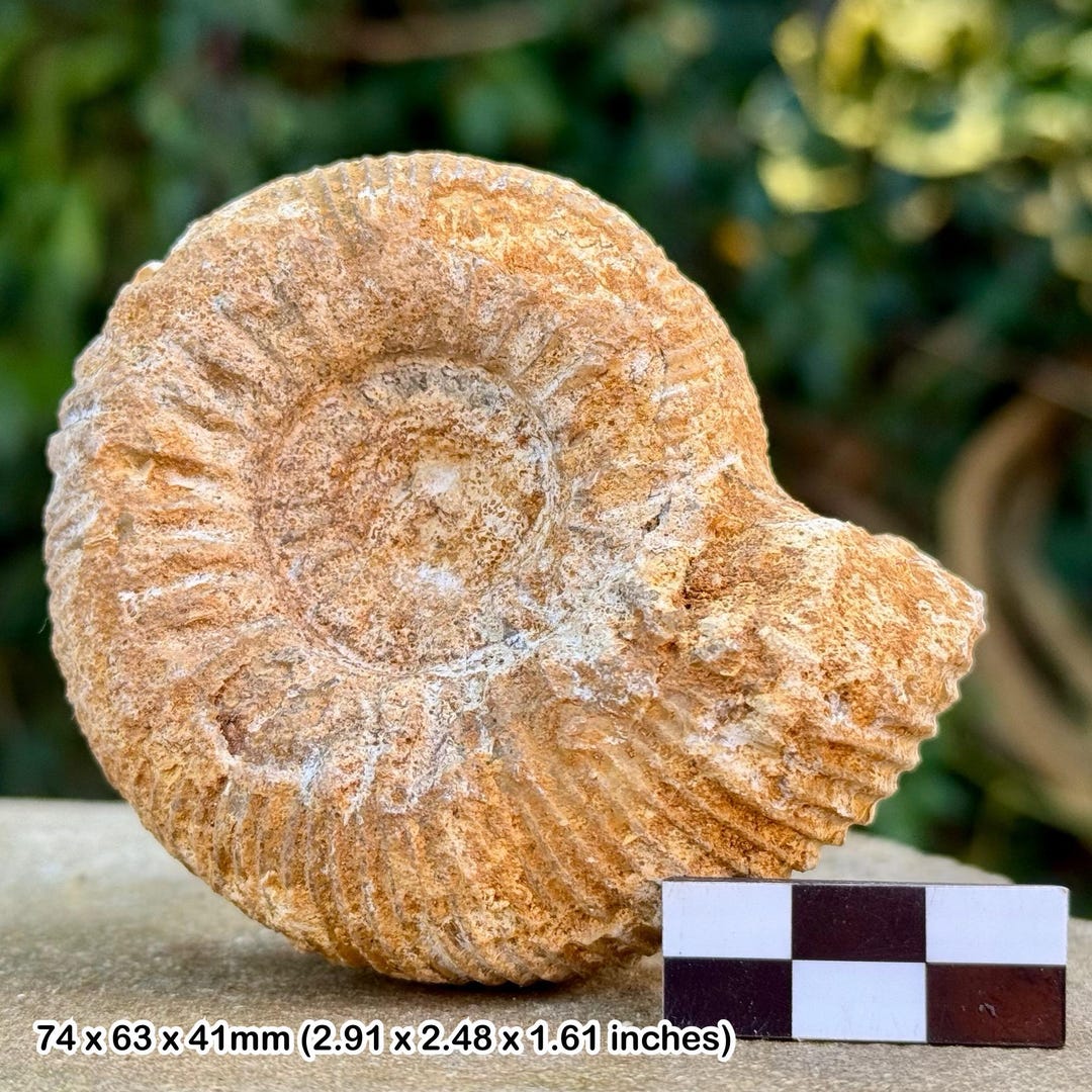 Rare Teloceras Latiumbilicatum Fossil Ammonite – Middle Bajocian ...
