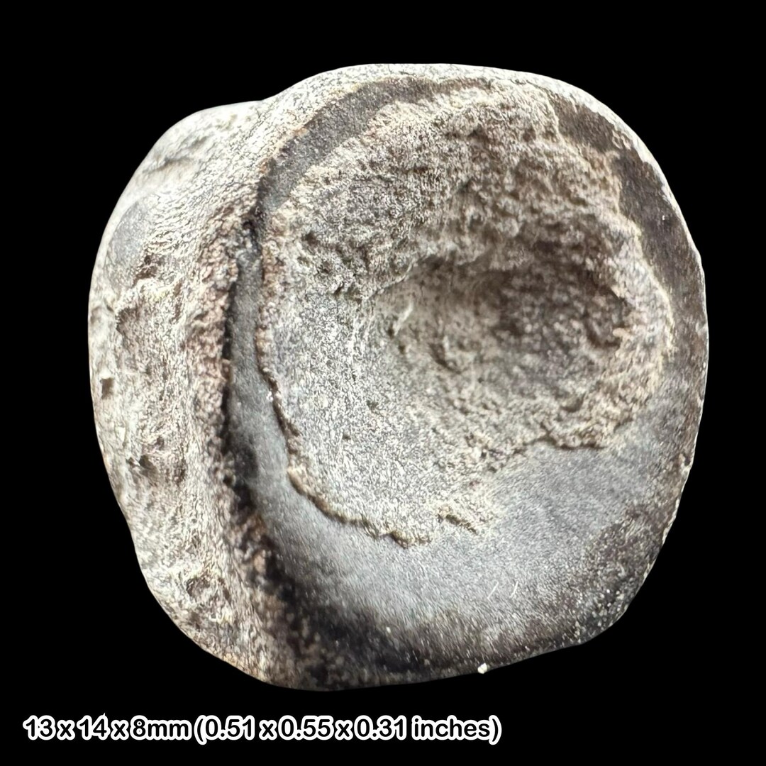Ichthyosaur Fossil Vertebra Jurassic Lyme Regis Dorset Uk Lower Lias ...