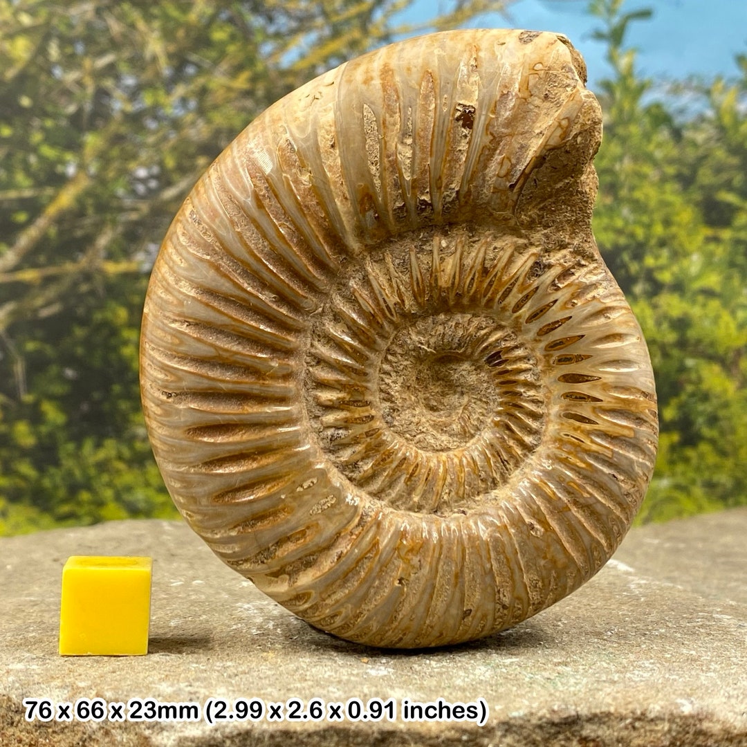 Beautiful Fossil Ammonite, Madagascar Jurassic, Genuine, Certified - Etsy