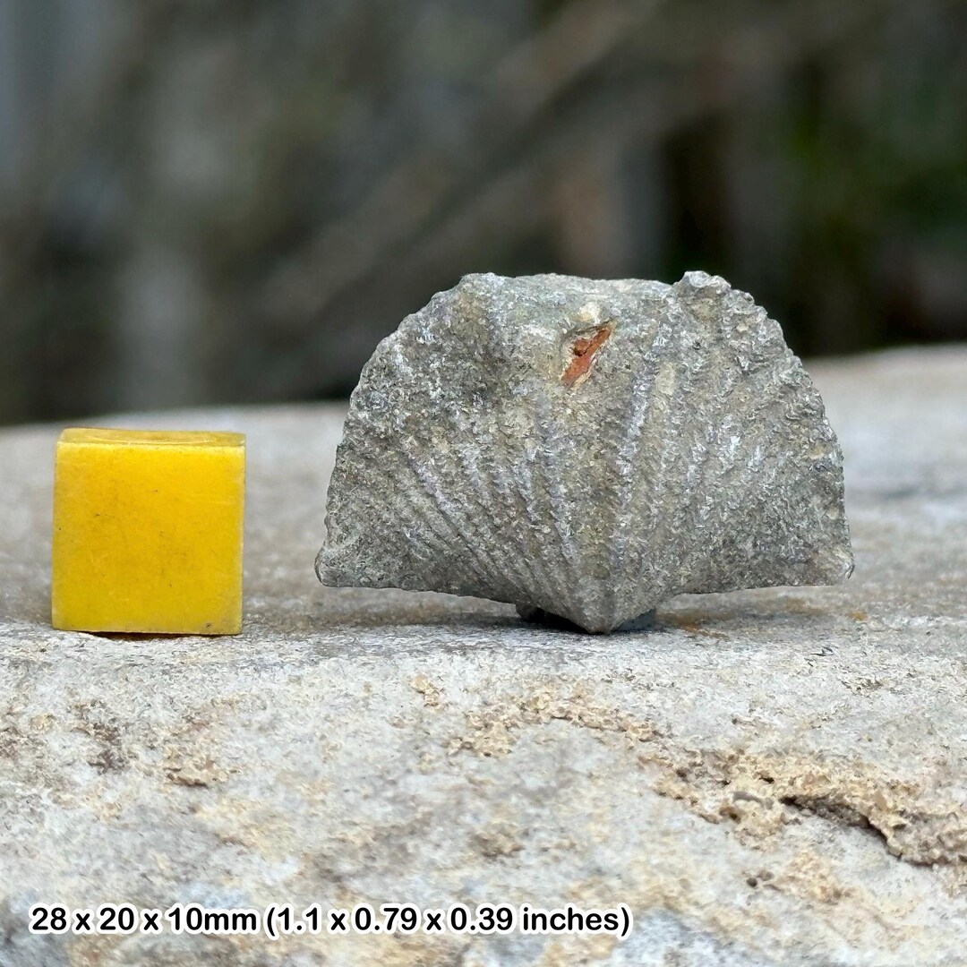 Winged Brachiopod Fossil mucrospirifer Thedfordensis Middle Devonian ...