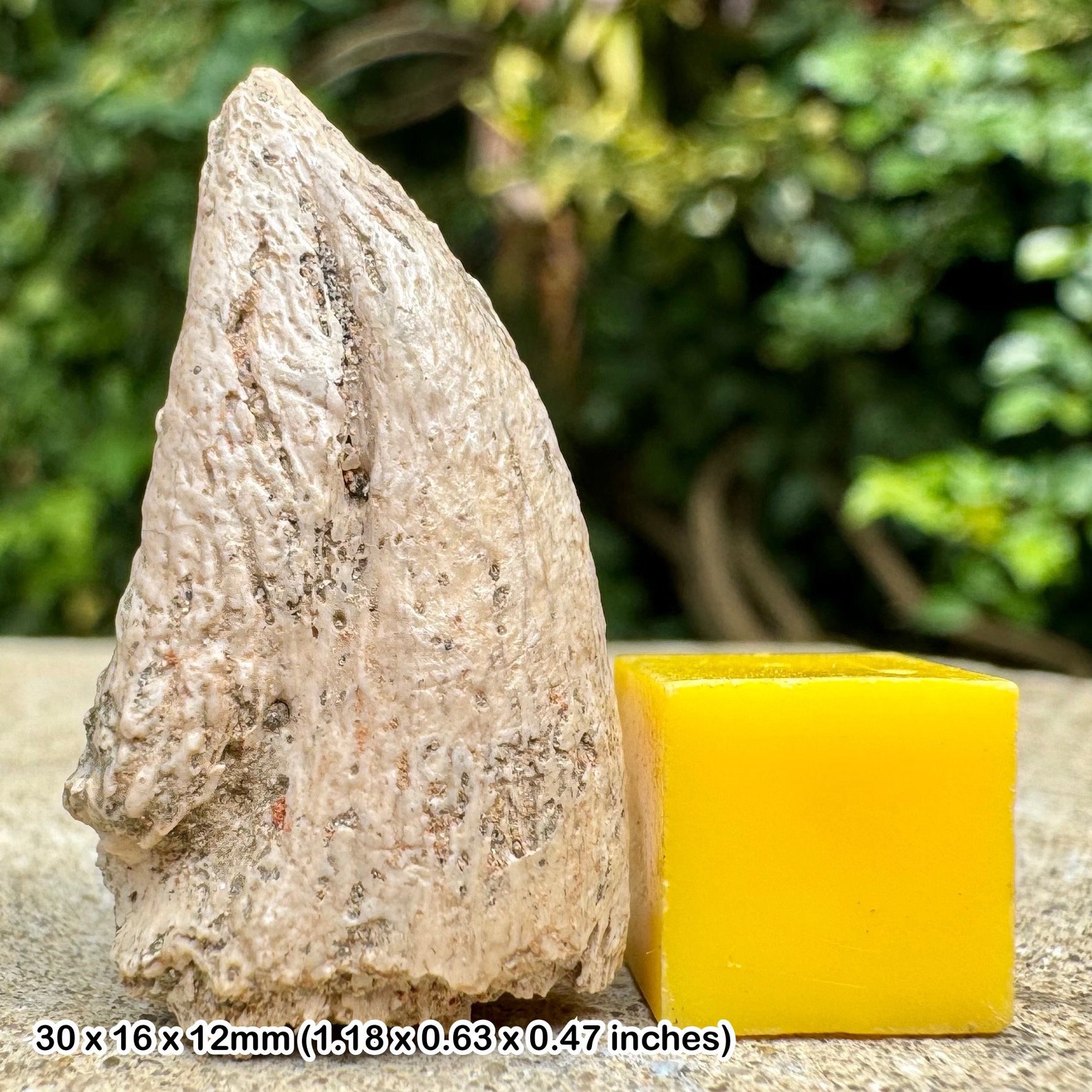 Authentic Majungasaurus Dinosaur Claw Fossil Cretaceous Maevarano ...