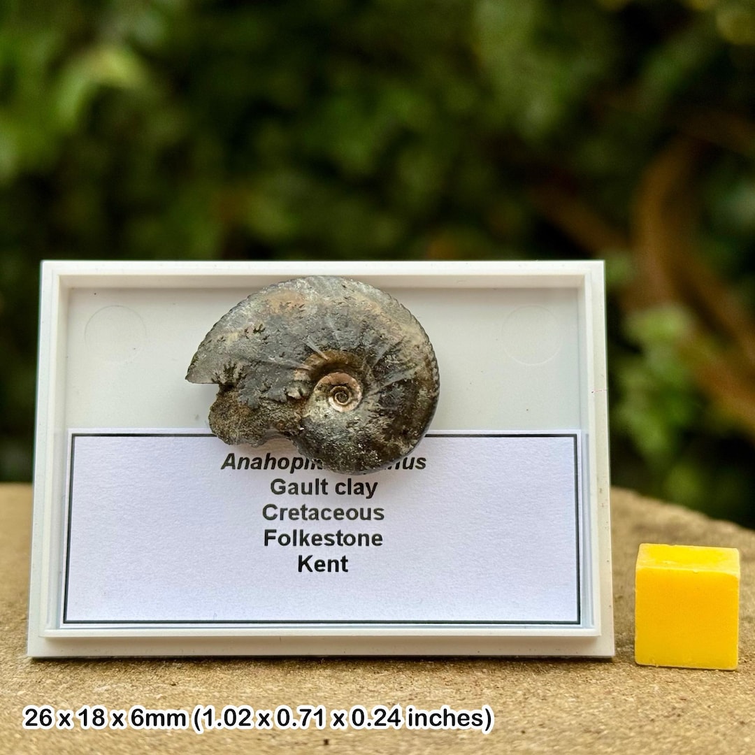 Rare Anahoplites Planus Ammonite Fossil, Cretaceous Era, Gault Clay ...