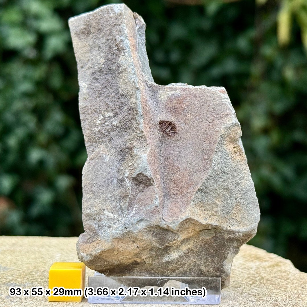 Rare British Trilobite ogyginus Fossil Partial Impression Ordovician ...