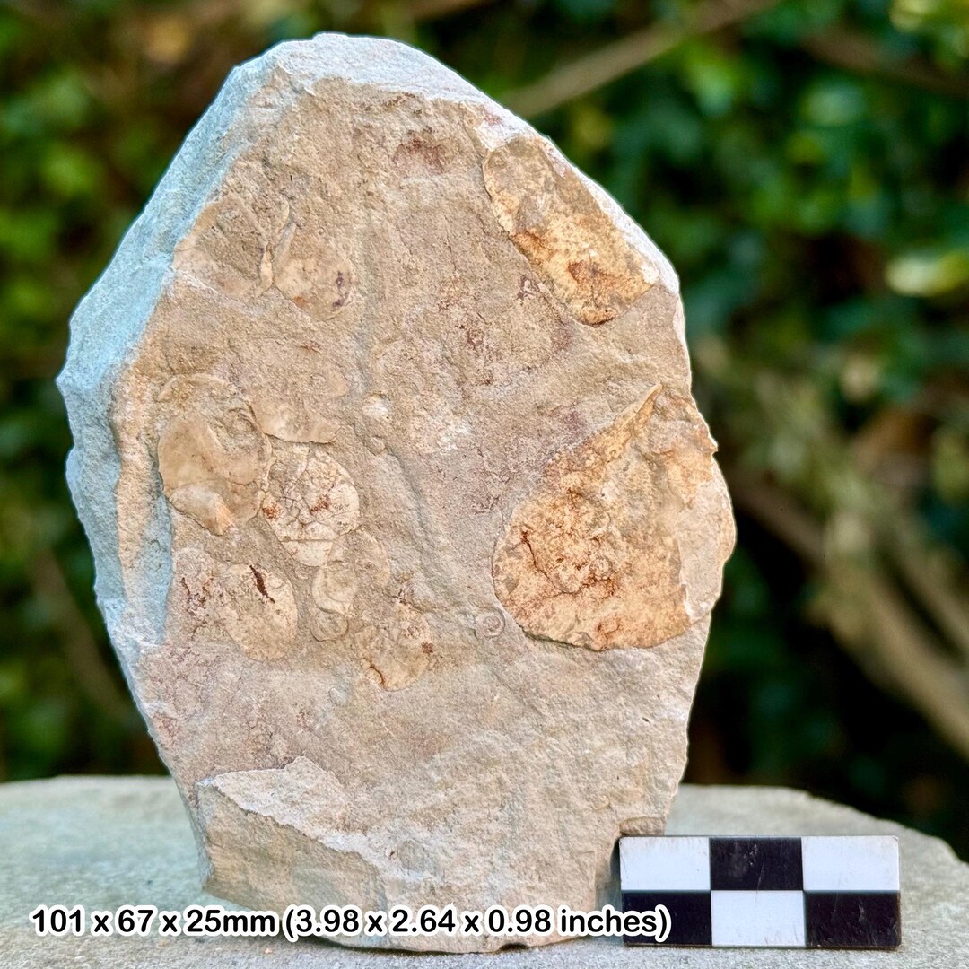 Fossil Chalk Fish Scales (osteichthyes) | Grey Chalk Cretaceous Clyde ...