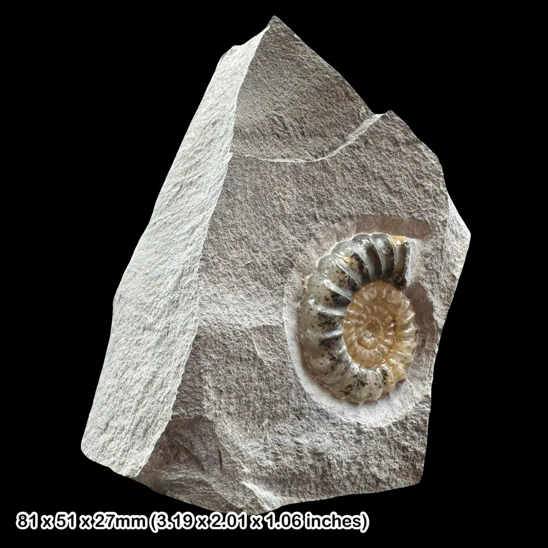 Promicroceras Calcite Ammonite Fossil Jurassic Lyme Regis Dorset Black ...