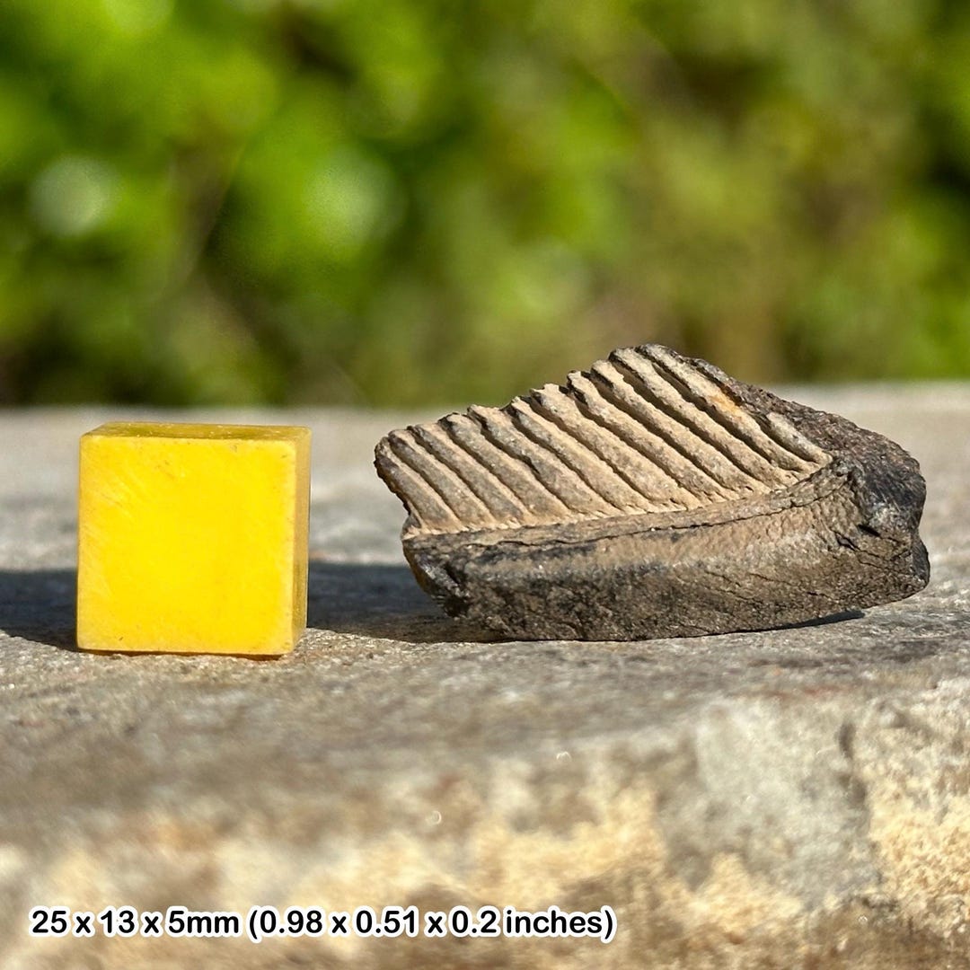 Ray Fish Tooth Plate Fossil, Miocene, Hoevenen, Belgium, Genuine ...