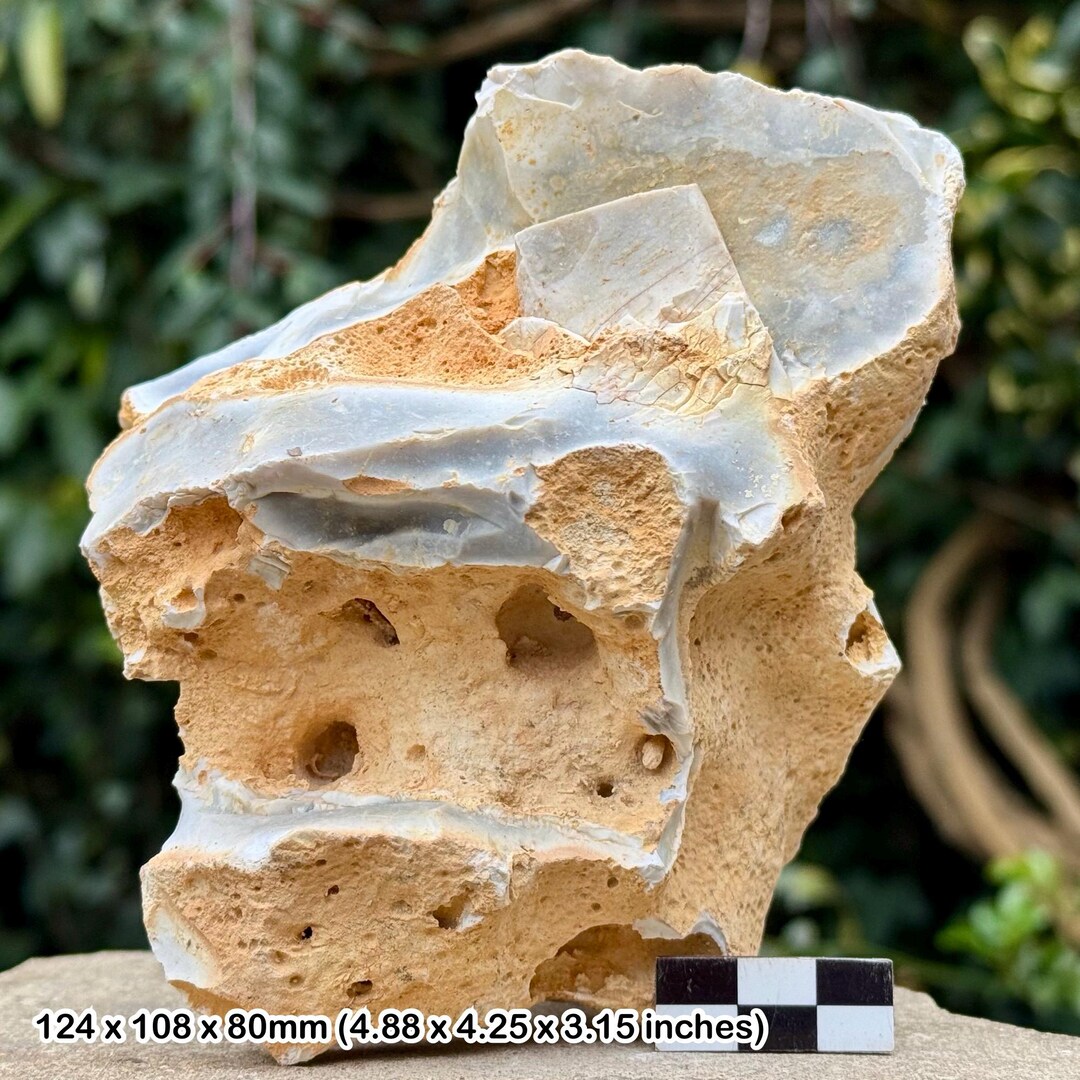 Fossil Sponge in Flint – Cretaceous Grey Chalk Subgroup, Branscombe ...