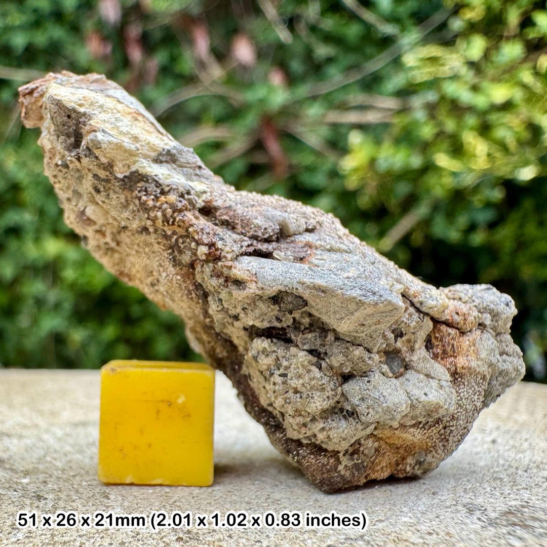 Fossil Ichthyosaurus Vertebra Cross Section Block Aust Cliff Bristol ...