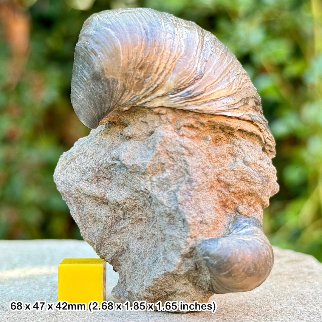 Rare Gryphaea Fossil (devil’s Toe Nail) - Jurassic Bivalve, Kellaways ...