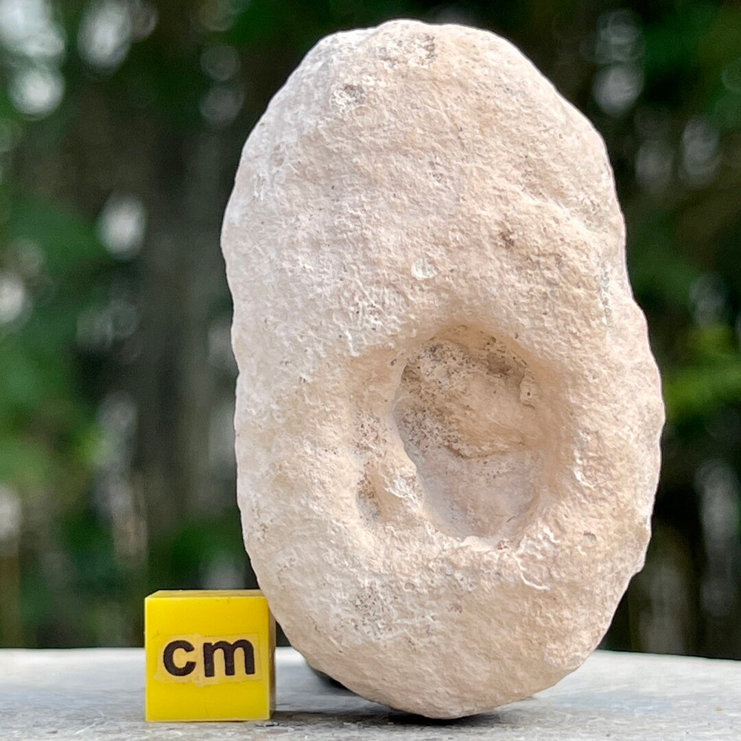 Fossil Weevil-cocoon leptopius Duponti Australia - Etsy